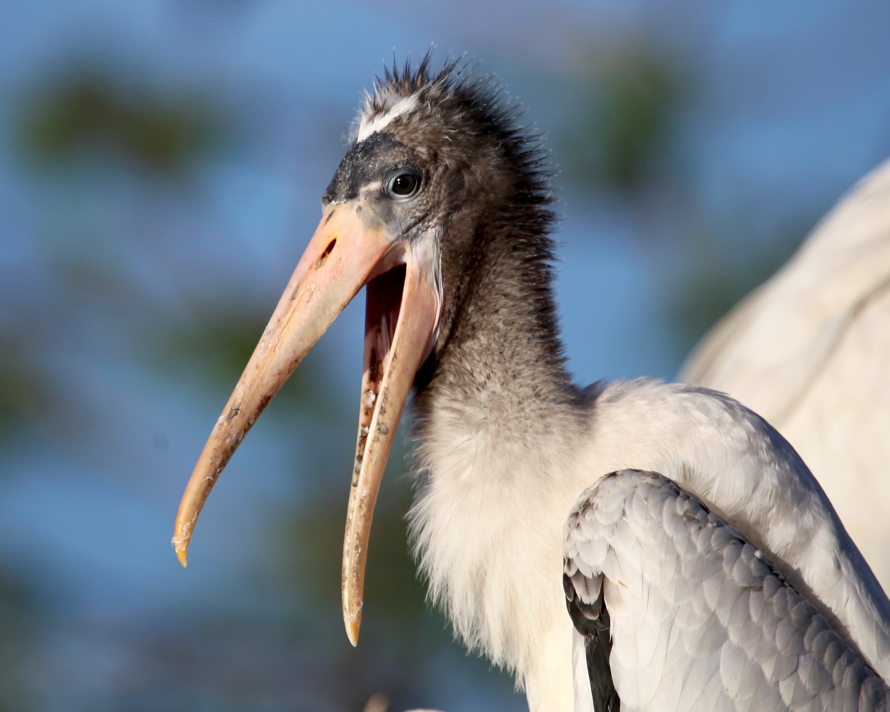 Wood Stork juveniles growing up | Birder's Journey
