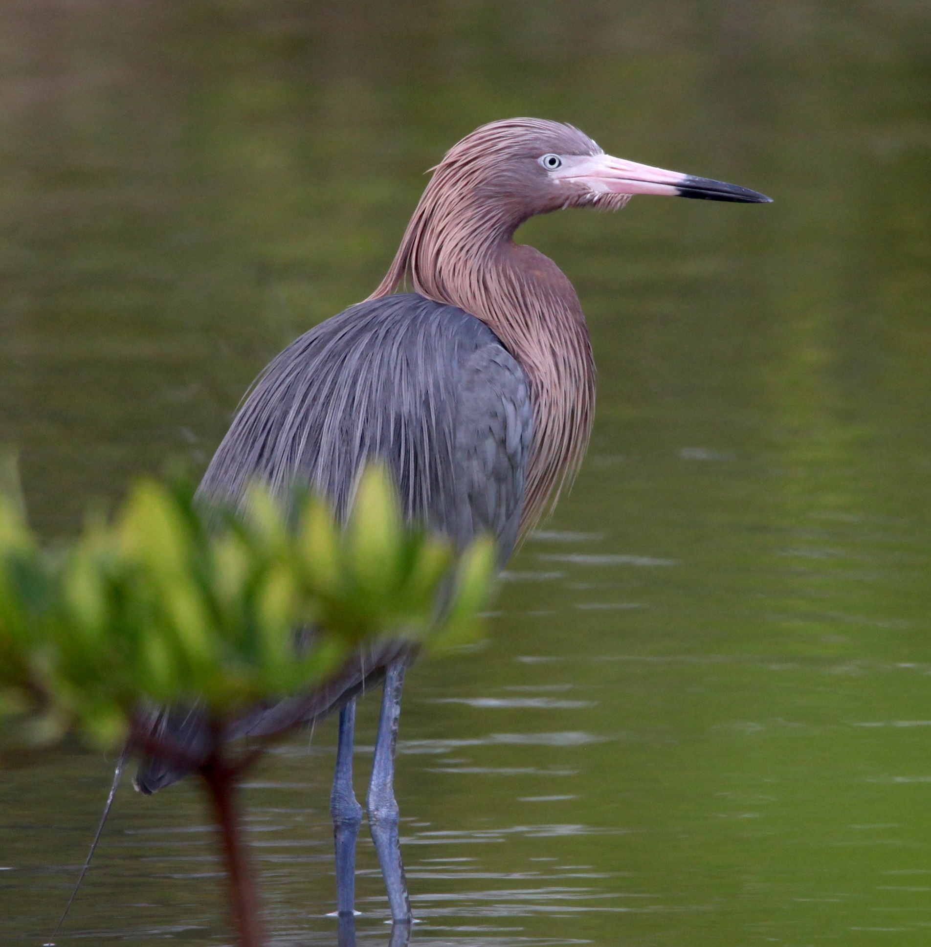 Tranquil morning with the Reddish Egret | Birder's Journey