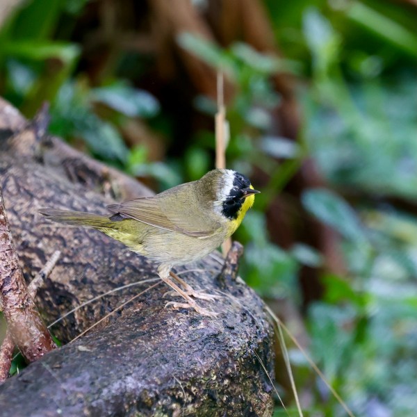 Common Yellowthroat | Birder's Journey