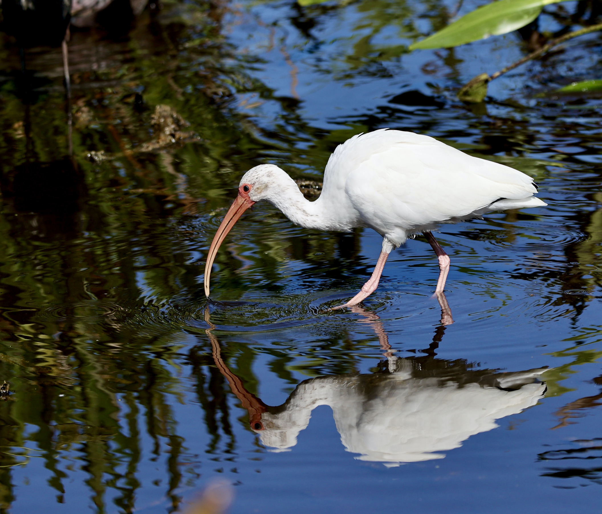 The Ubiquitous White Ibis | Birder's Journey