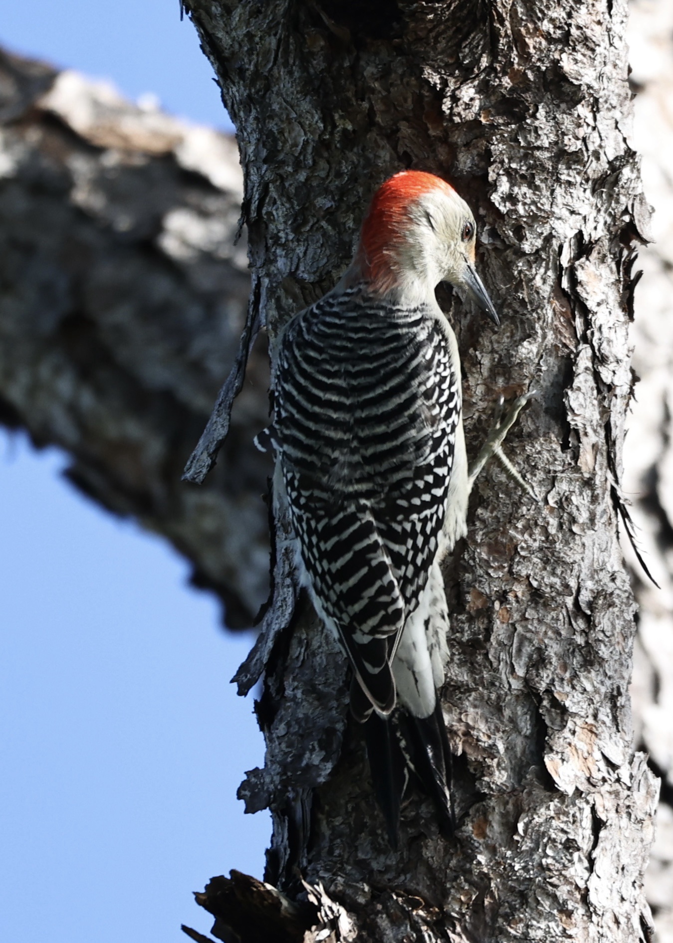 Hungry little woodpecker | Birder's Journey
